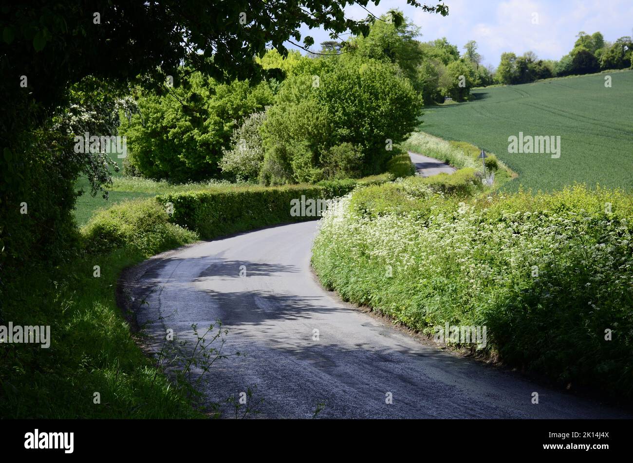 Curvy road in England with green trees and meadow. Nature green ...
