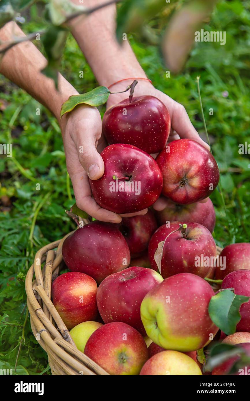A male farmer harvests apples. Selective focus Stock Photo - Alamy