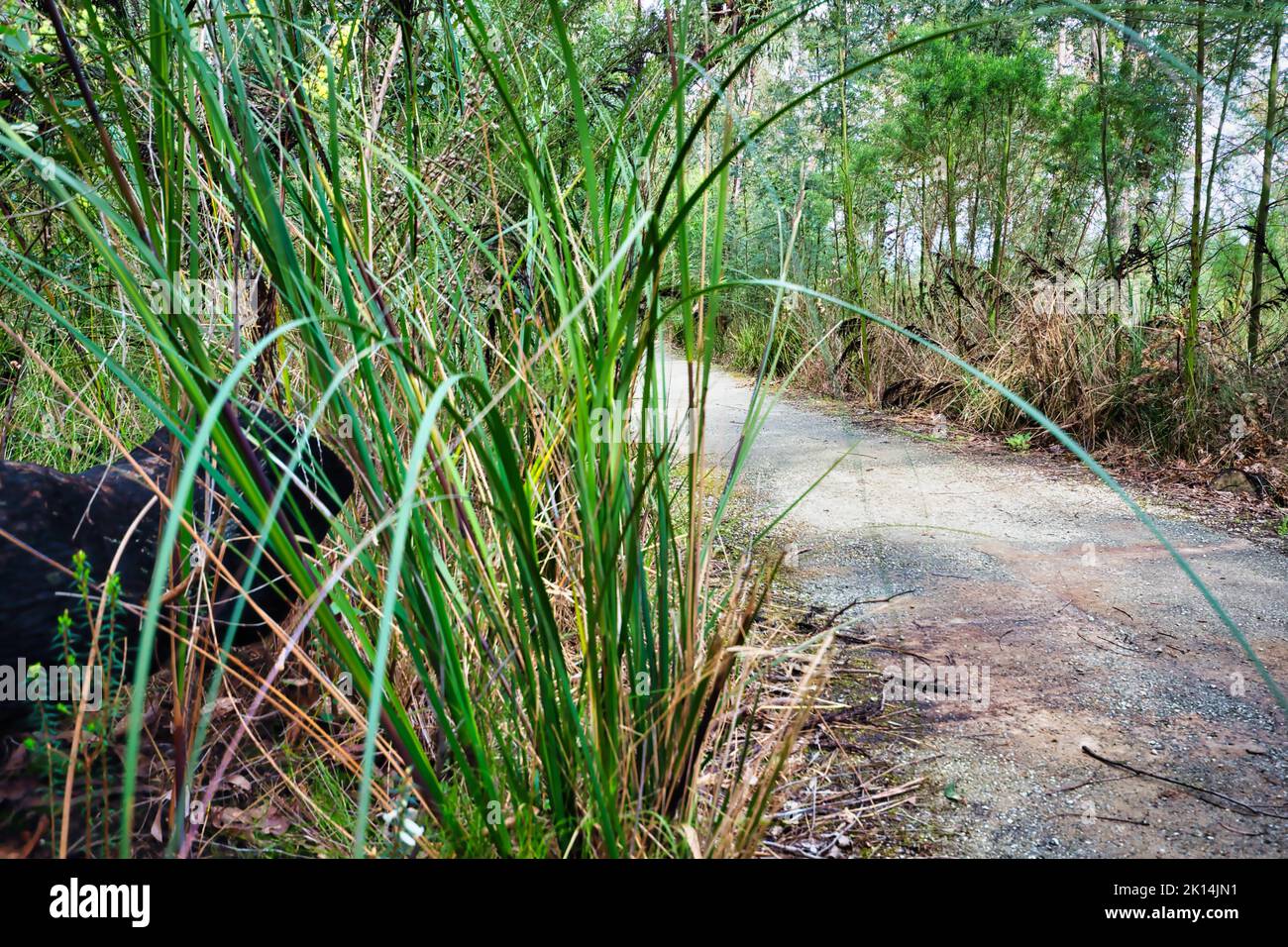 A path surrounded by grass and trees in a forest Stock Photo - Alamy