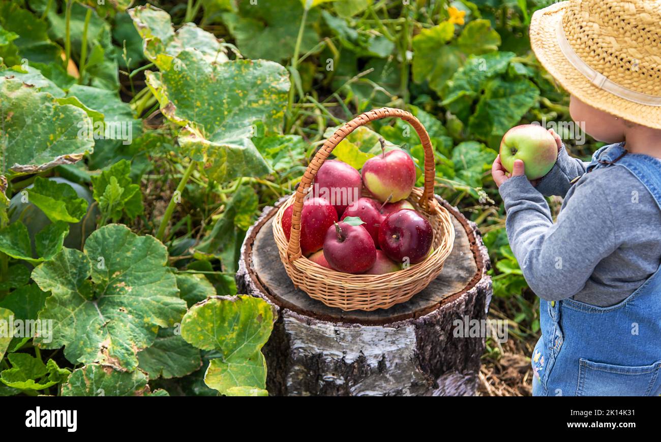 Child with apples in the garden. Selective focus Stock Photo - Alamy