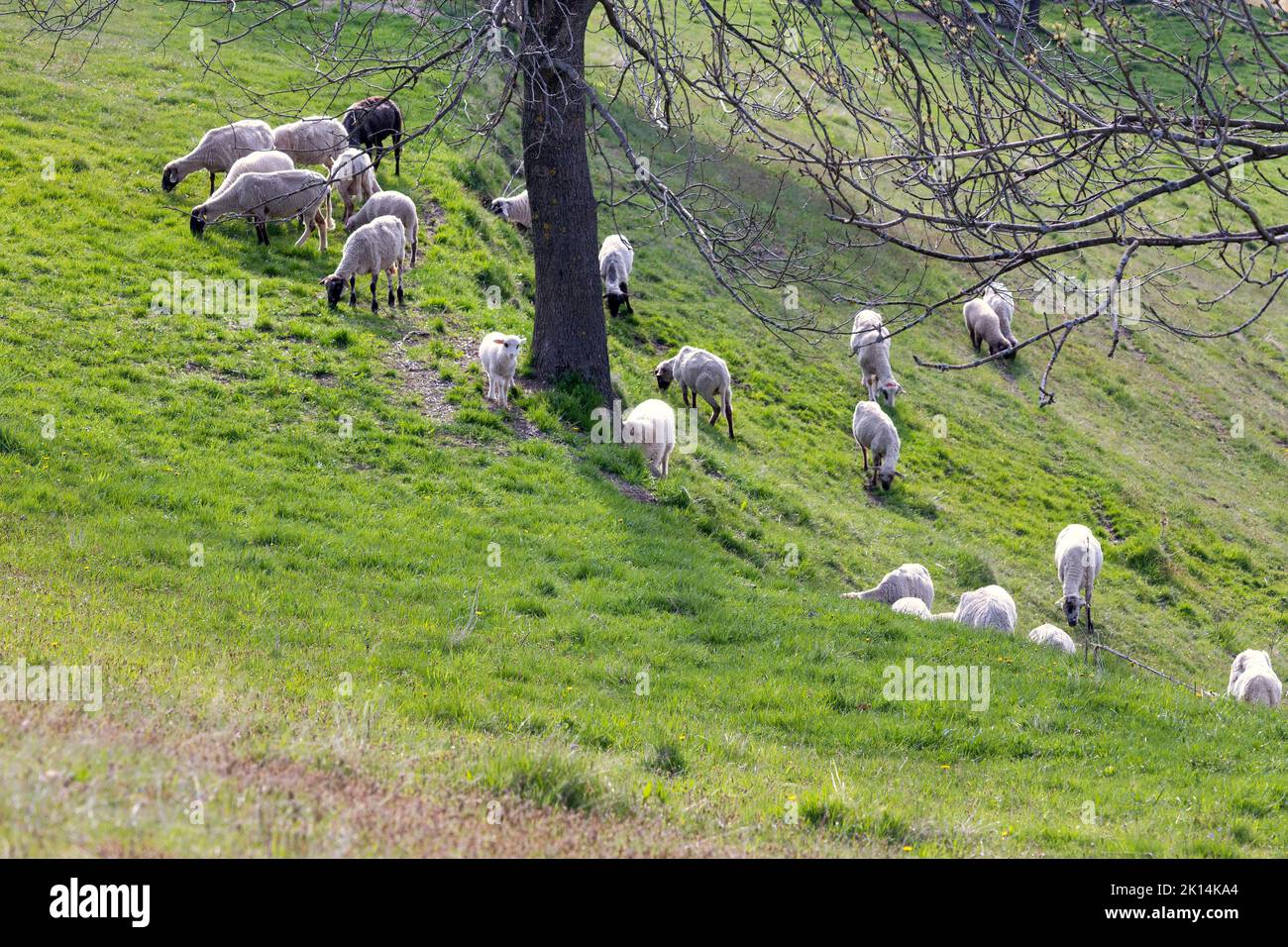 Motif of a spring rural landscape with grazing sheep on a grassy meadow ...
