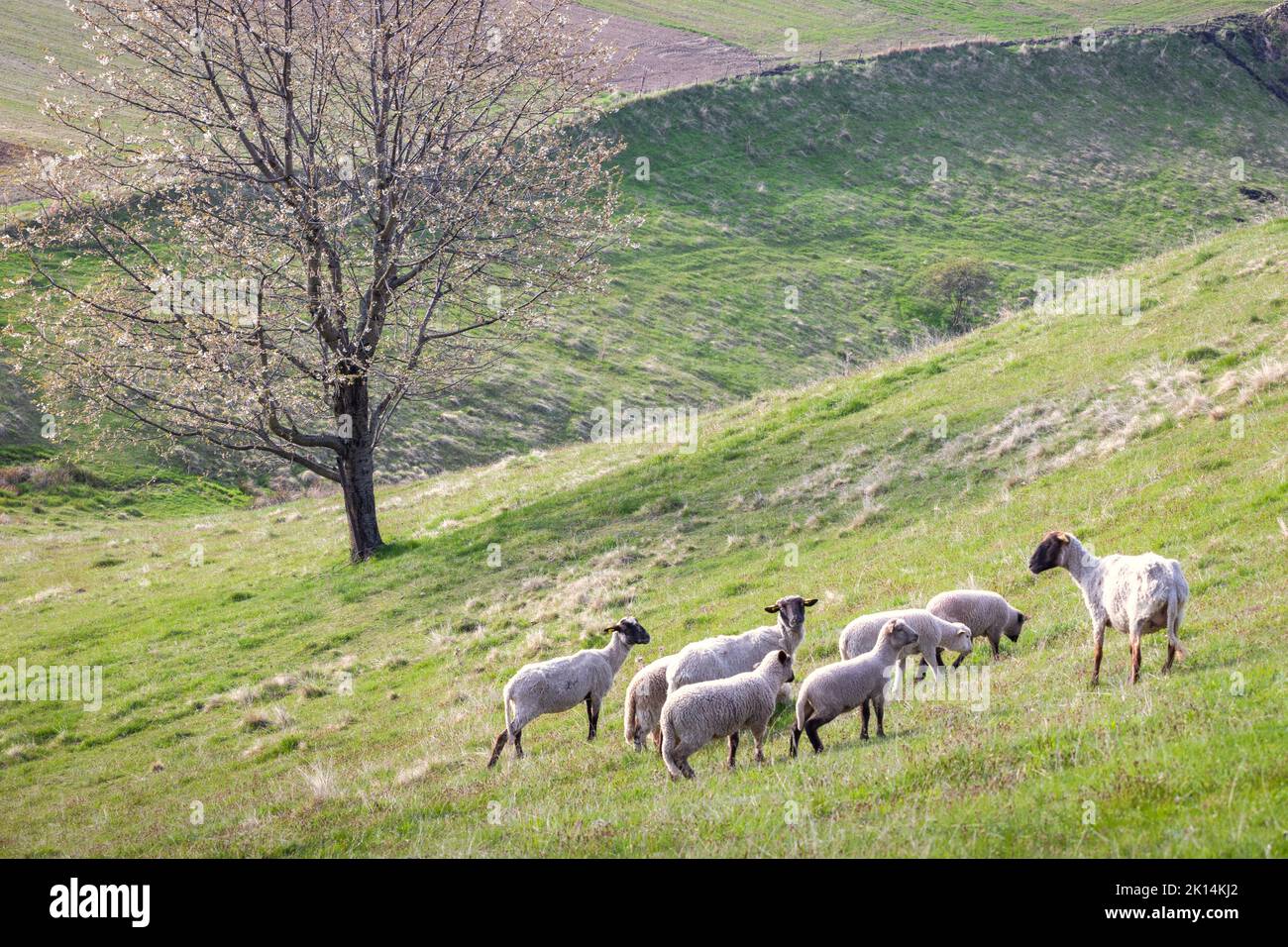 Motif of a spring rural landscape with grazing sheep on a grassy meadow ...