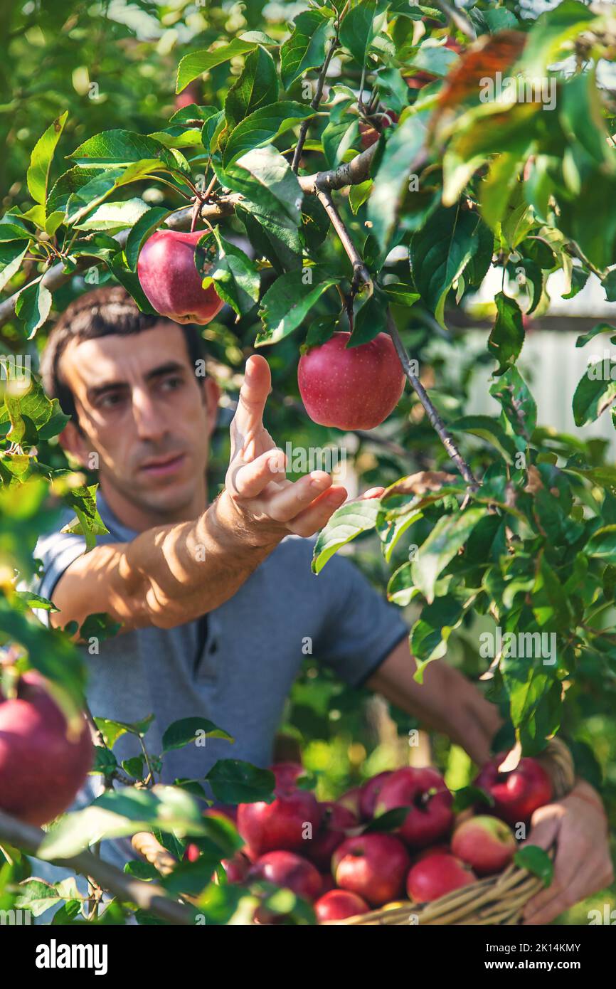 A male farmer harvests apples. Selective focus Stock Photo - Alamy