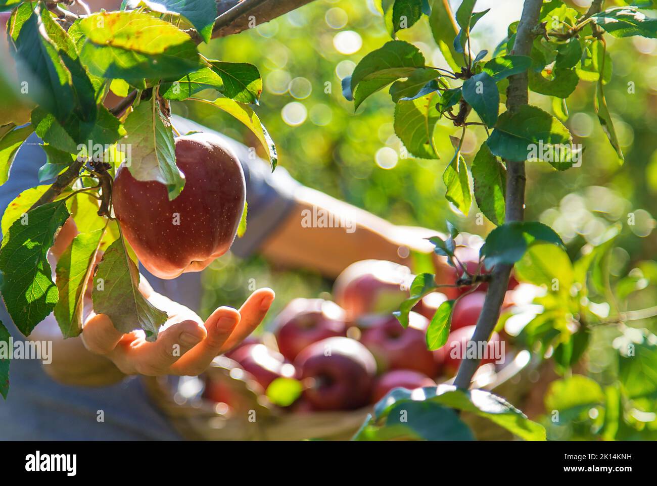 A male farmer harvests apples. Selective focus Stock Photo - Alamy