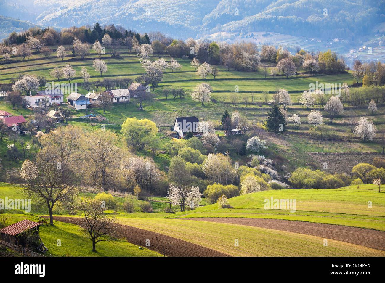 Spring rural landscape motif. Flowering fruit trees, fields and grassy ...