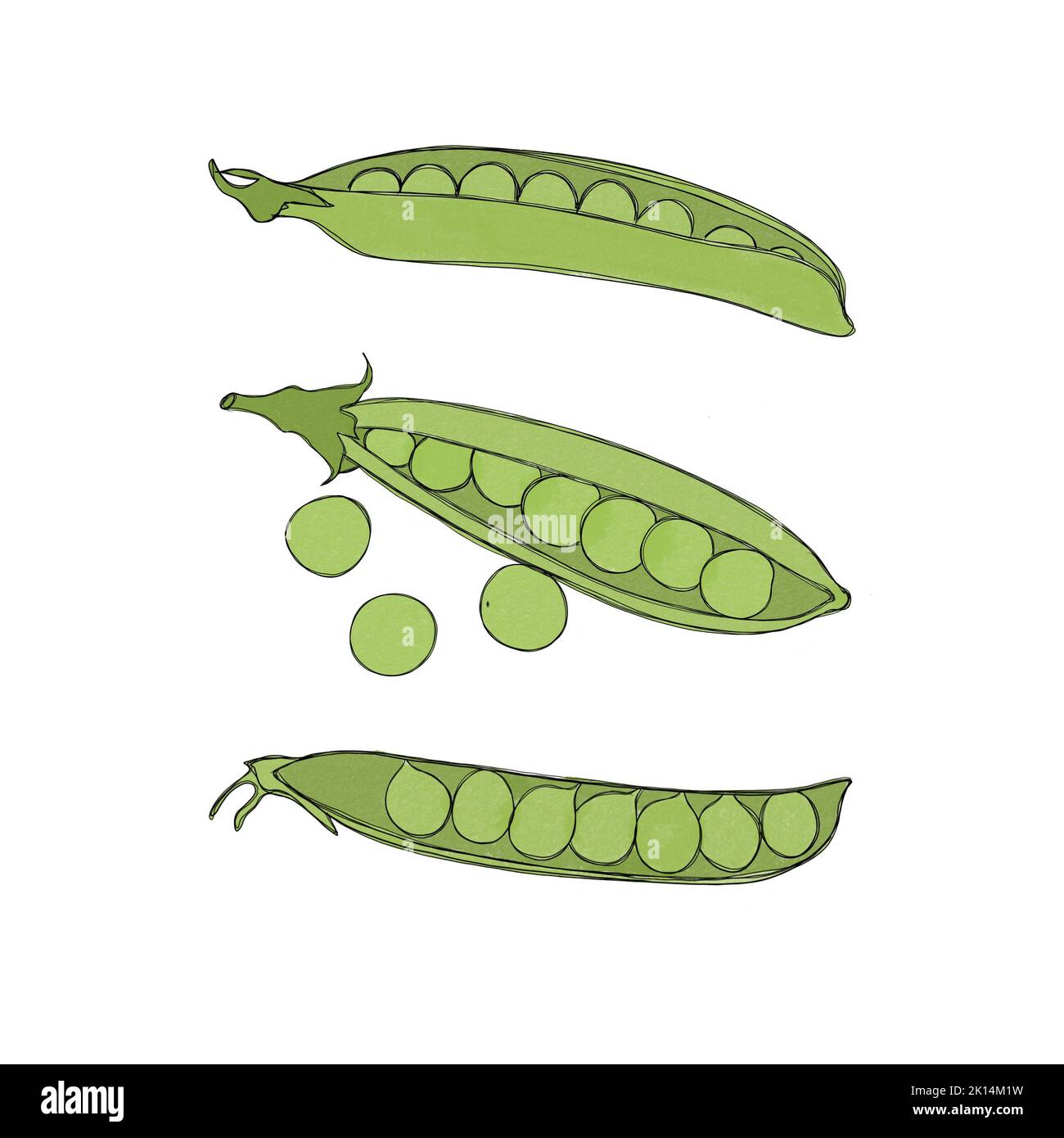 Set of three pods of fresh peas watercolor freehand illustration ...
