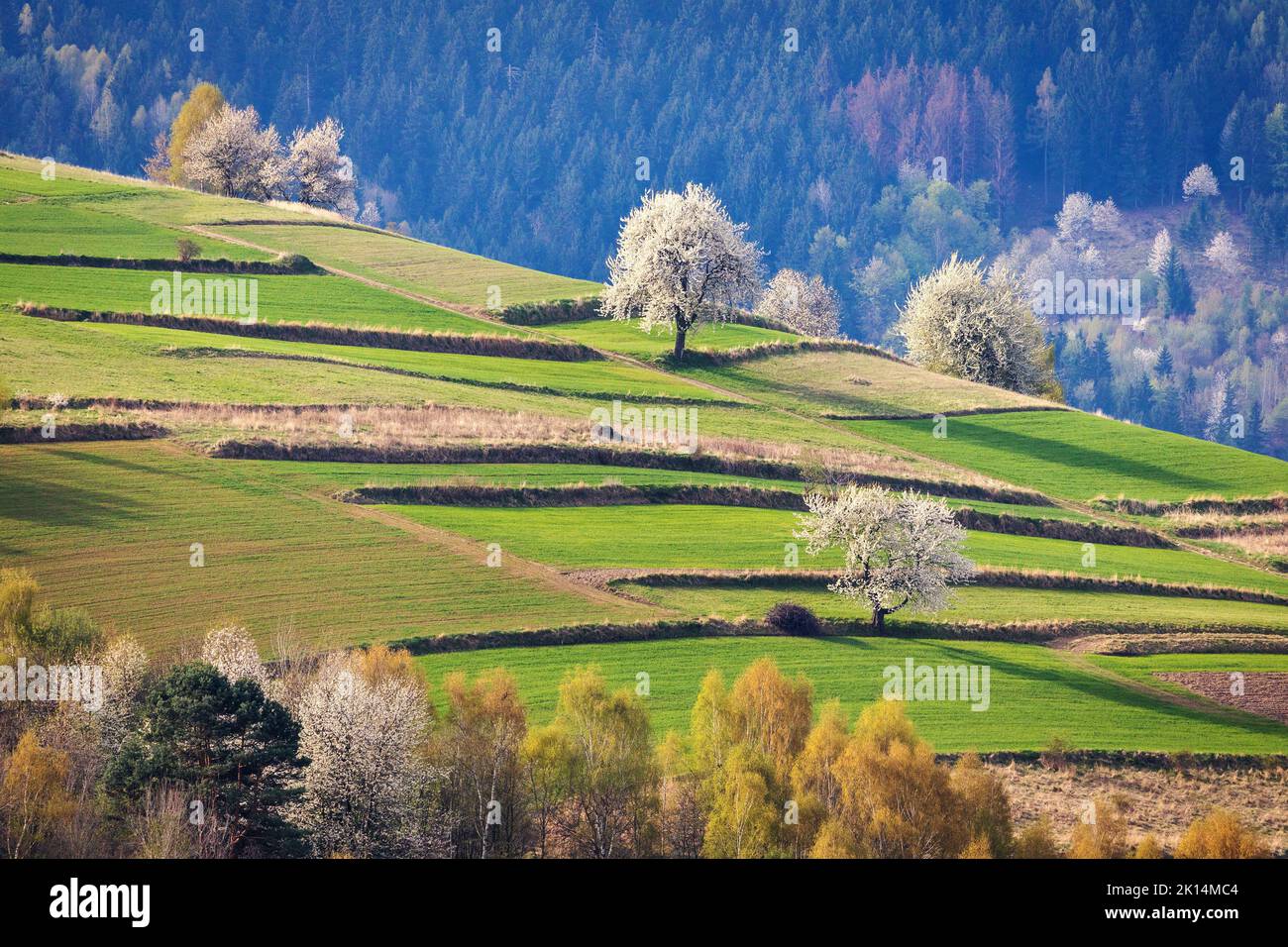 Spring rural landscape motif. Flowering fruit trees, fields and grassy ...