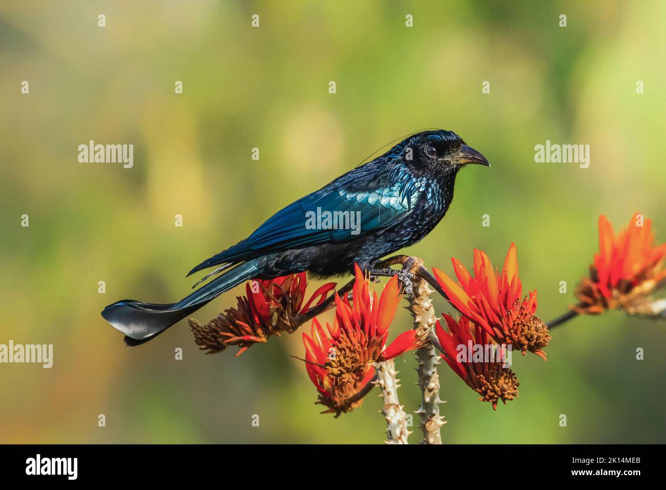 birds with flower Stock Photo - Alamy
