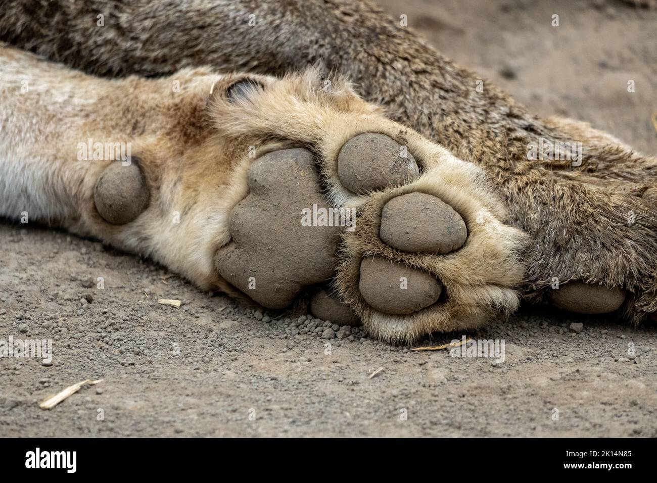 Huge Paw