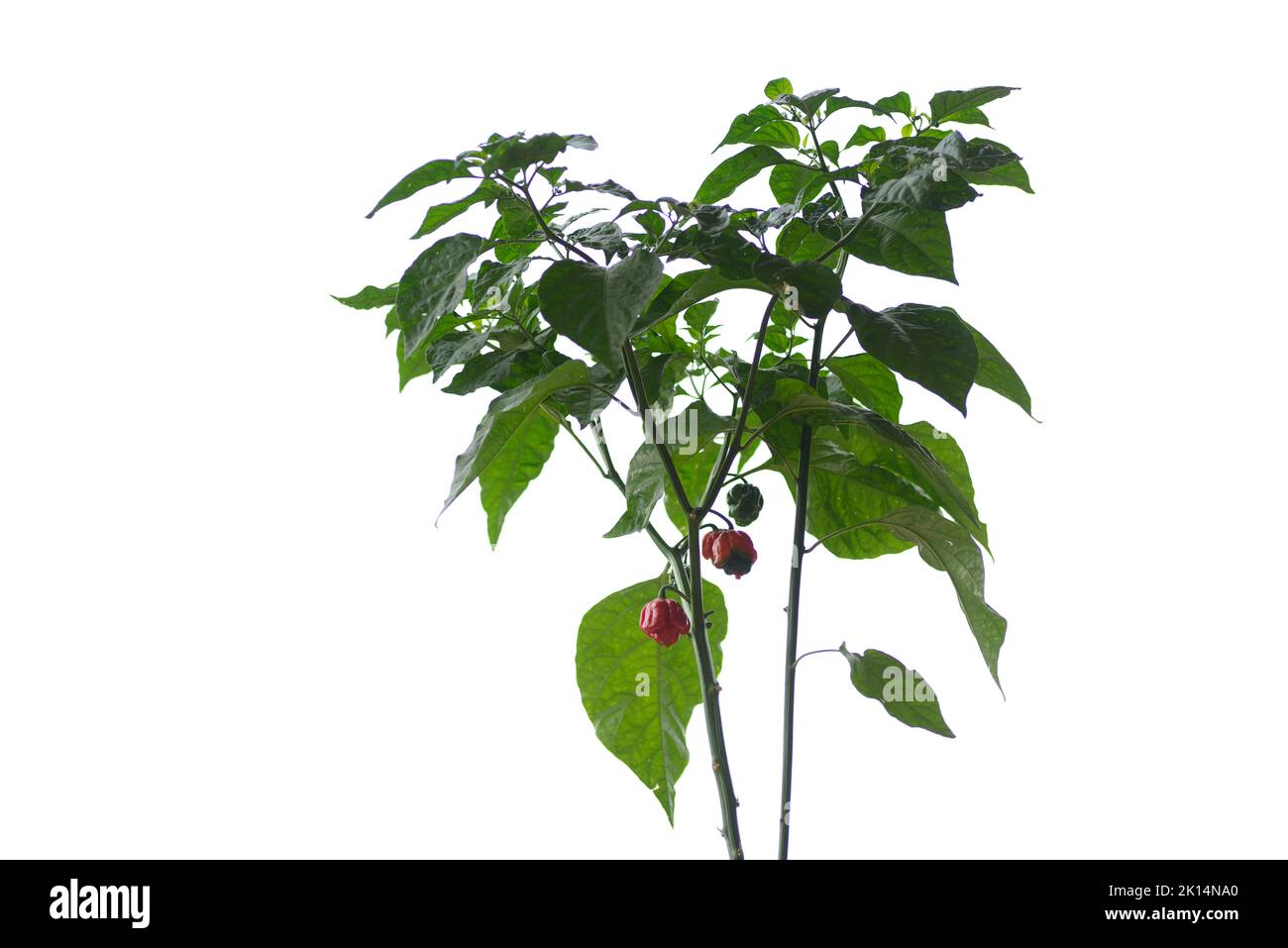 Carolina Reaper World Record at Gabriel Basser blog