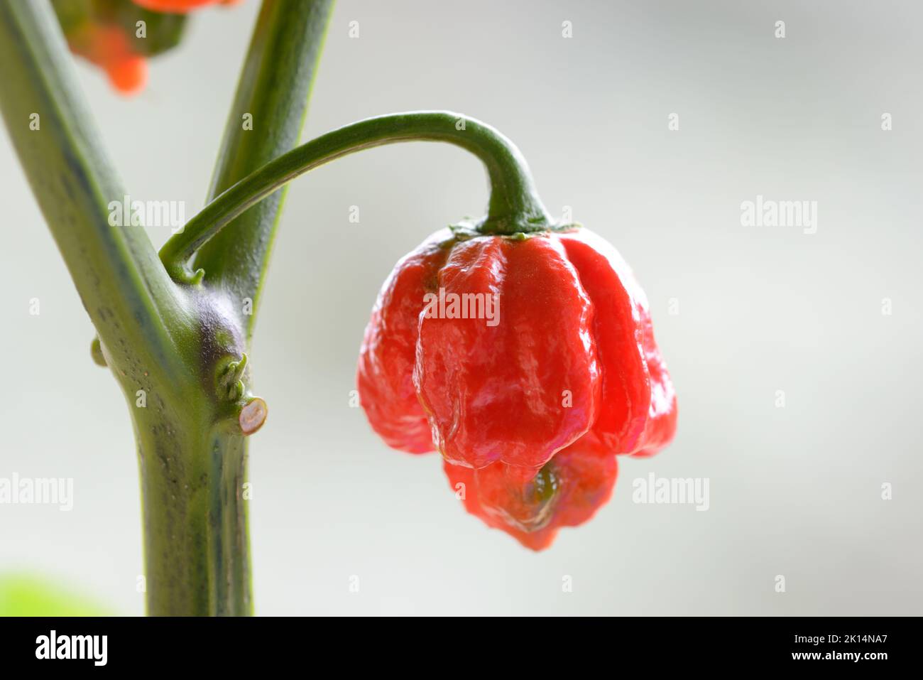 Carolina Reaper hot pepper, cultivar of the Capsicum chinense plant, in ...