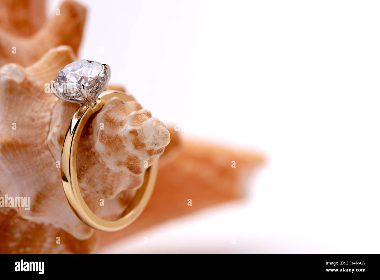 Diamond shell hi-res stock photography and images - Alamy