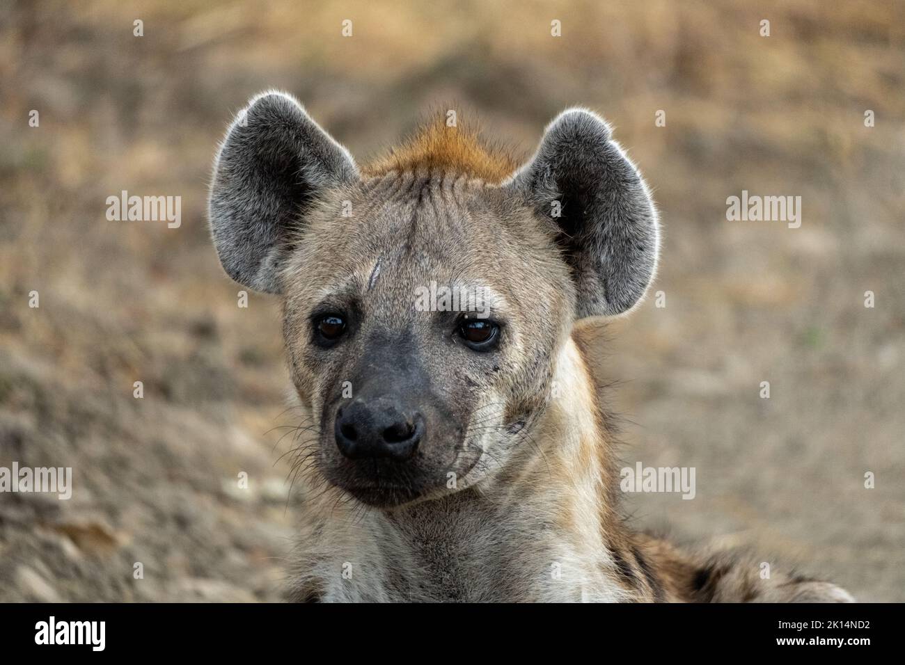 A wonderful closeup of spotted hyena in the savanna Stock Photo - Alamy