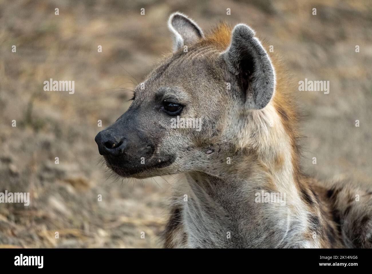 A wonderful closeup of spotted hyena in the savanna Stock Photo - Alamy