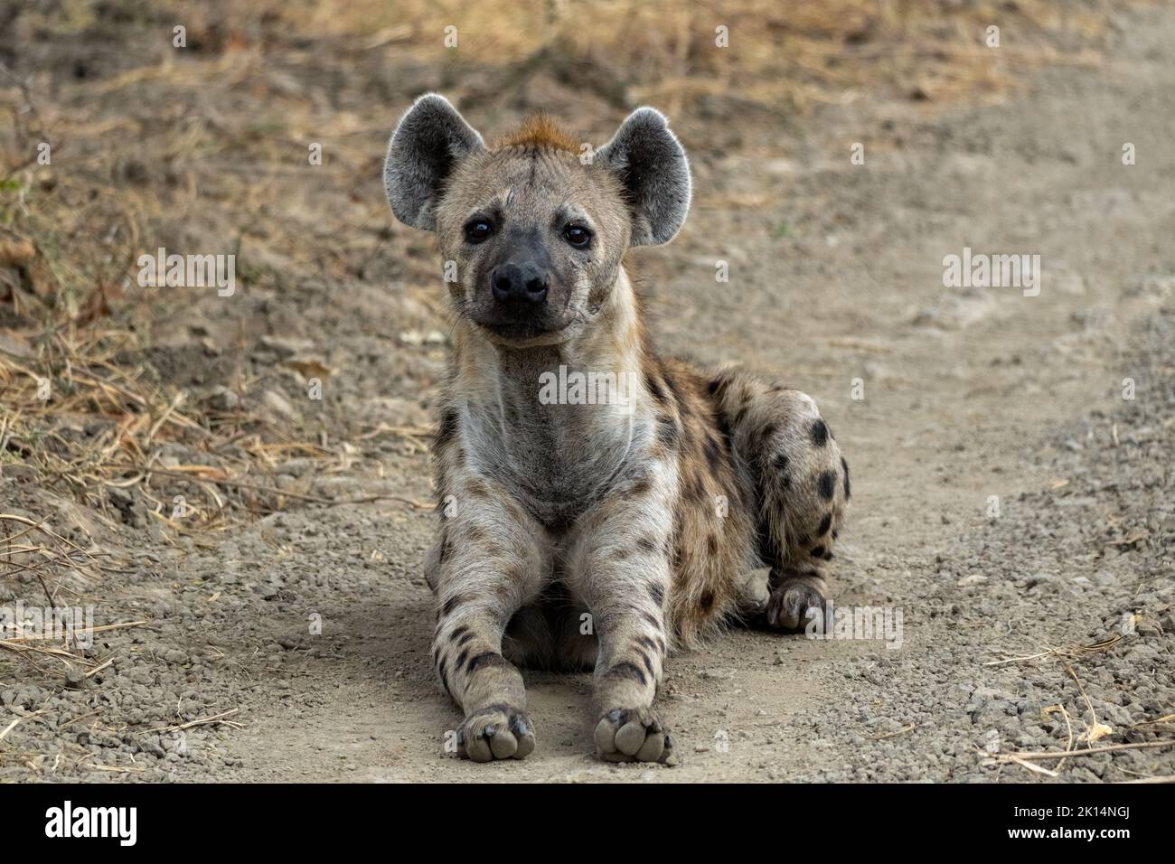A wonderful closeup of spotted hyena in the savanna Stock Photo - Alamy