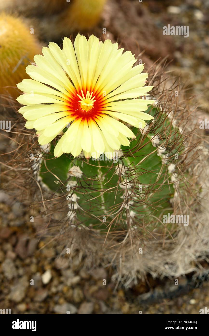 Flower of Astrophytum capricorne, goat's horn cactus, Cactaceae ...