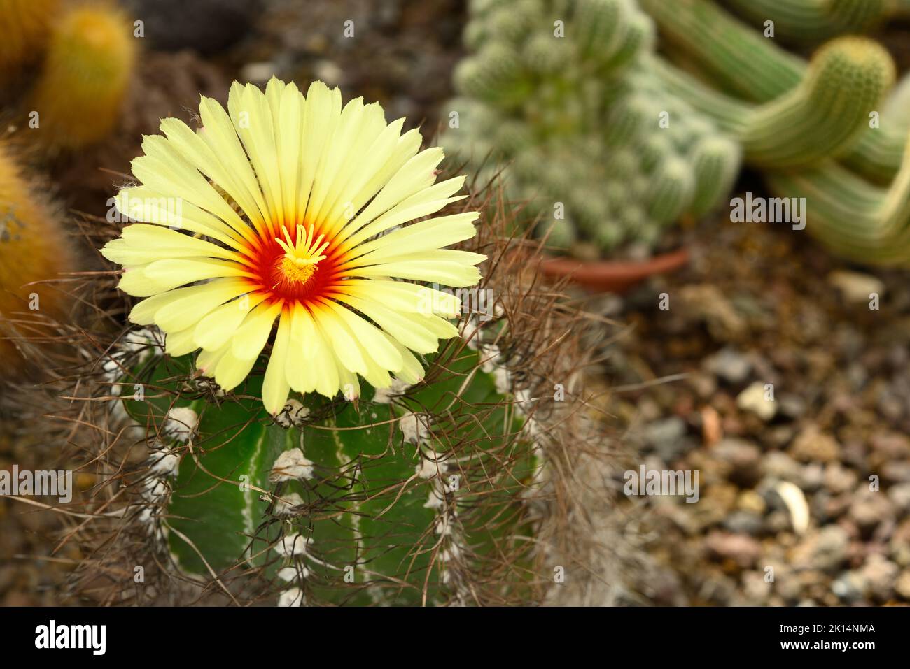 Flower of Astrophytum capricorne, goat's horn cactus, Cactaceae ...