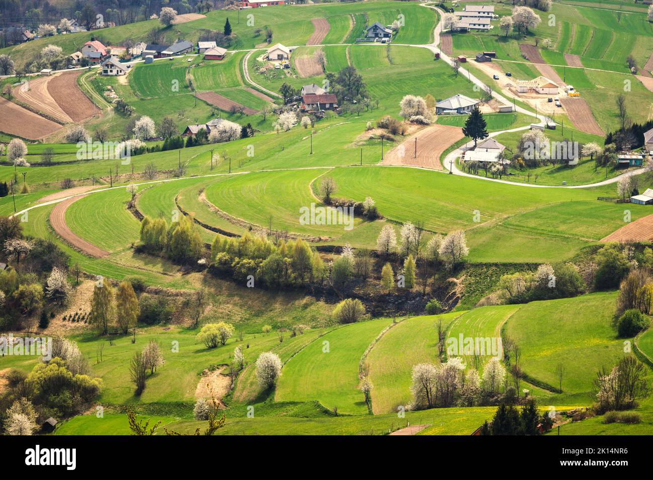 Spring rural landscape motif. Flowering fruit trees, fields and grassy ...