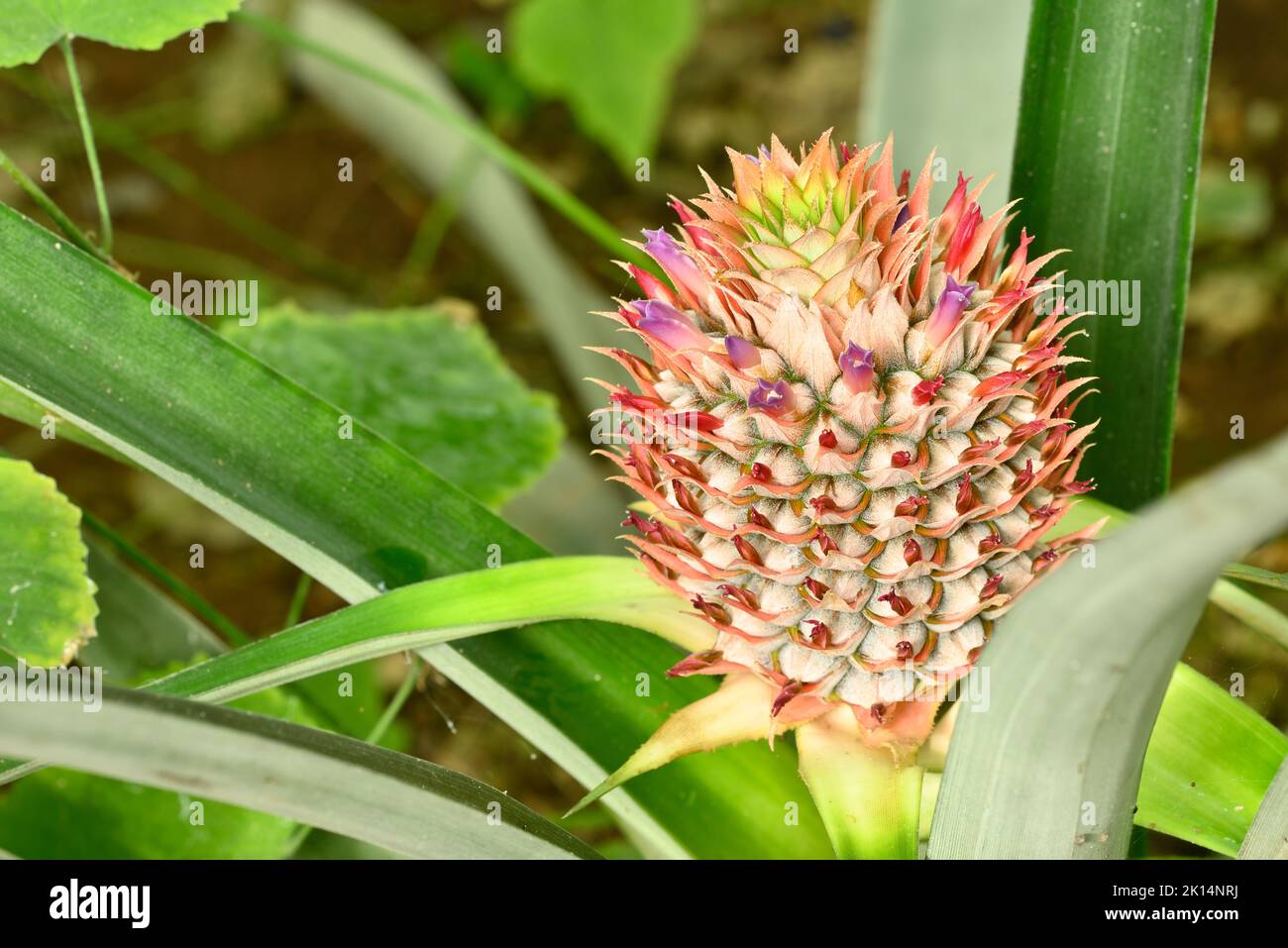 Growing pineapple fruit with flowers, Ananas comosus, tropical plant in ...