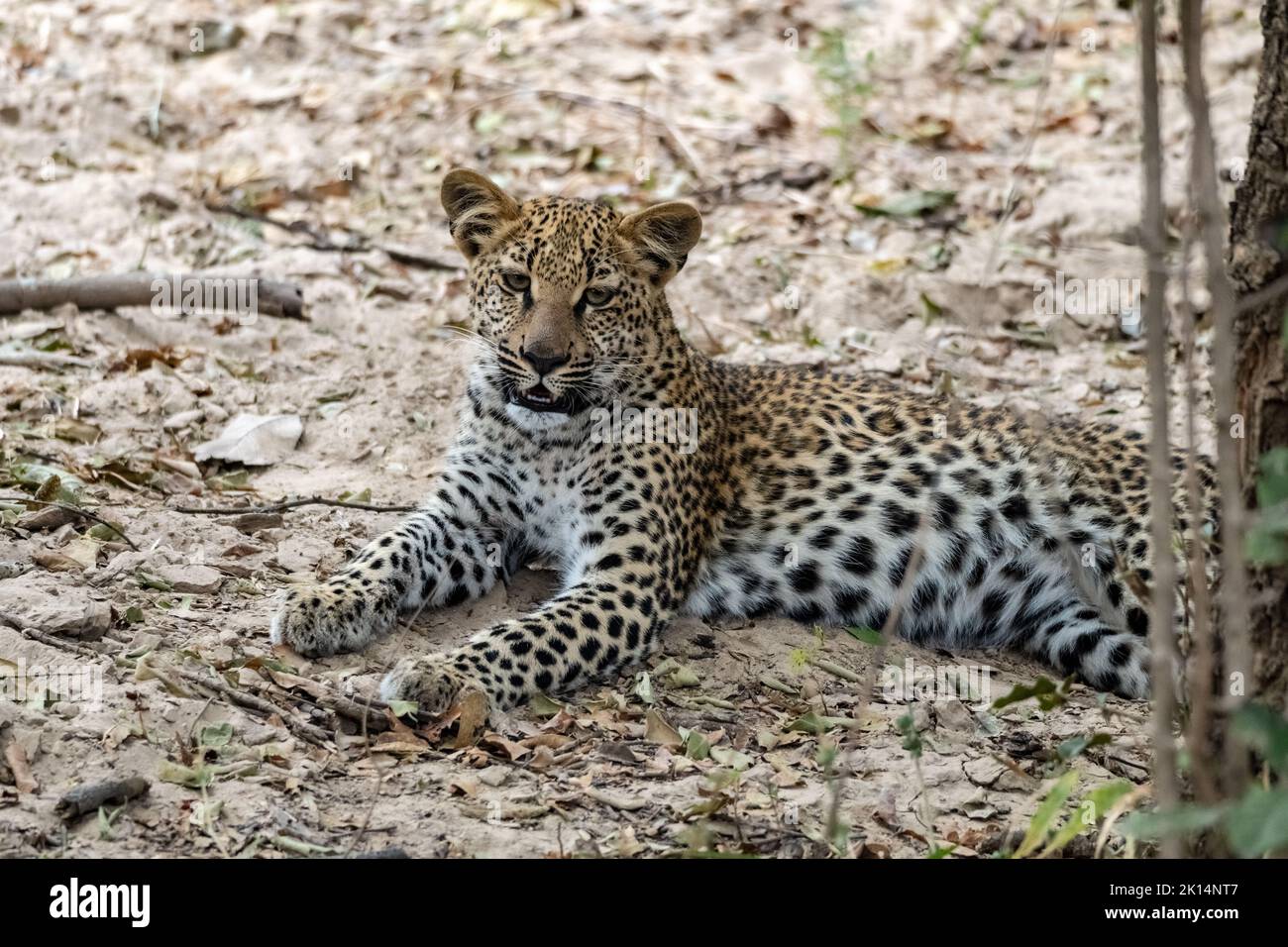 A close-up of a leopard cub resting in the bush after eating Stock ...