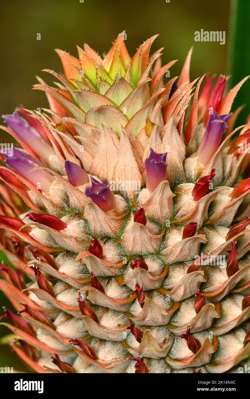 Growing pineapple hi-res stock photography and images - Alamy