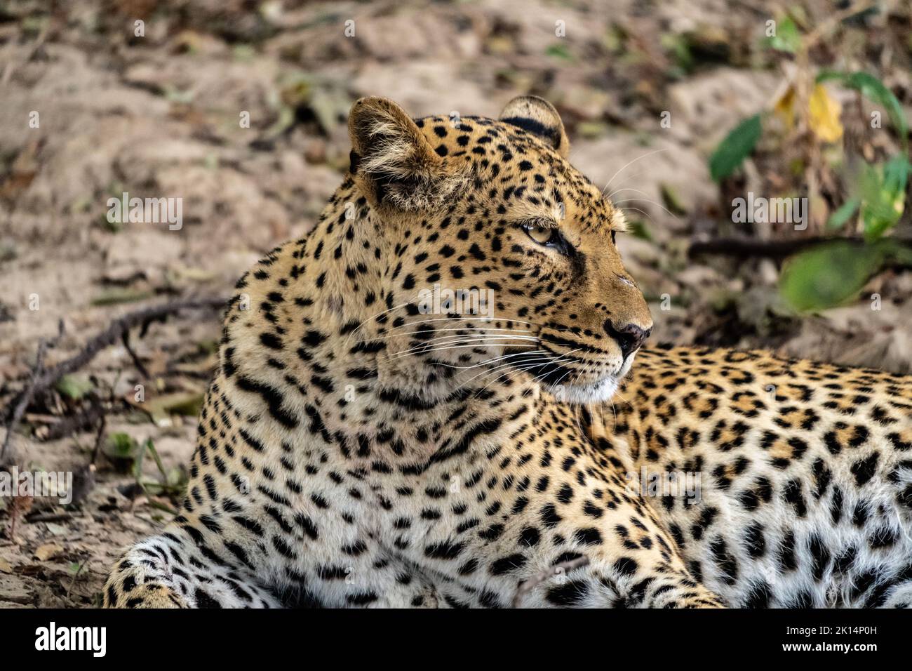 A close-up of a leopard resting in the bush after eating Stock Photo ...