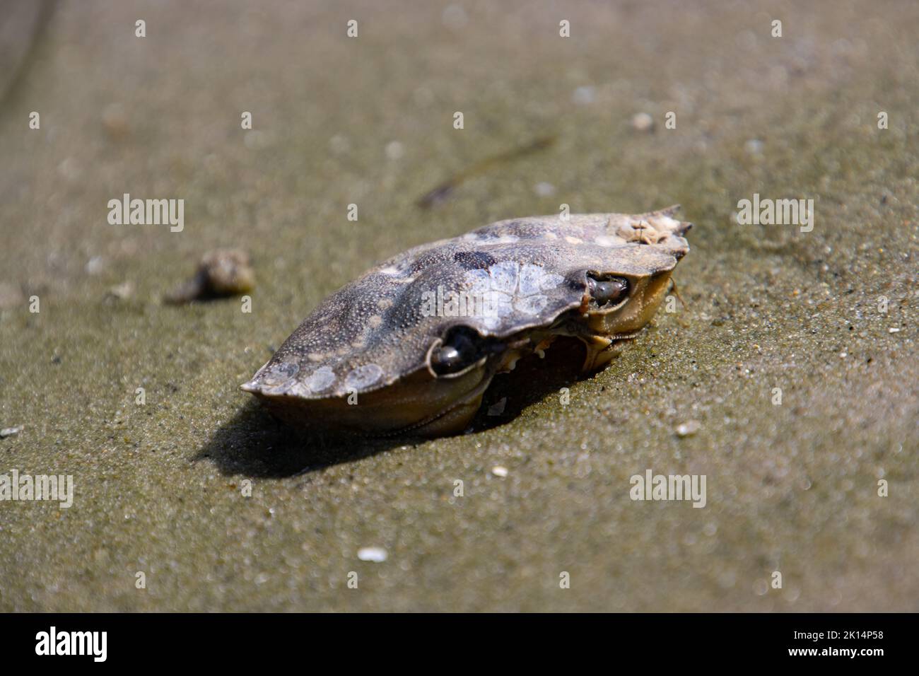 Shell of a dead crab on the sand Stock Photo - Alamy
