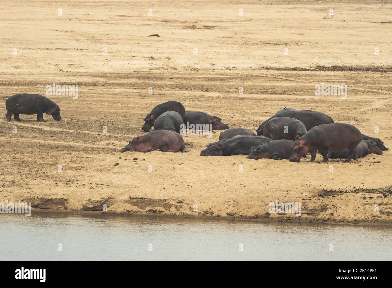 An amazing view of a group of hippos resting on the sandy banks of an ...