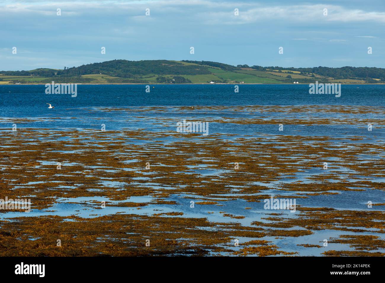 The coastline at Killyleagh in the north of ireland Stock Photo - Alamy