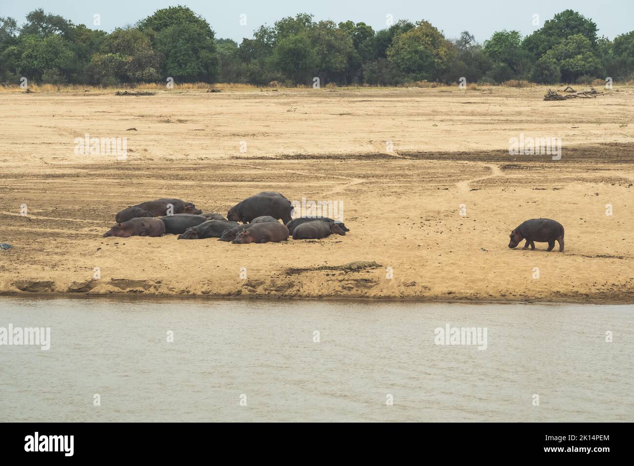 An amazing view of a group of hippos resting on the sandy banks of an ...