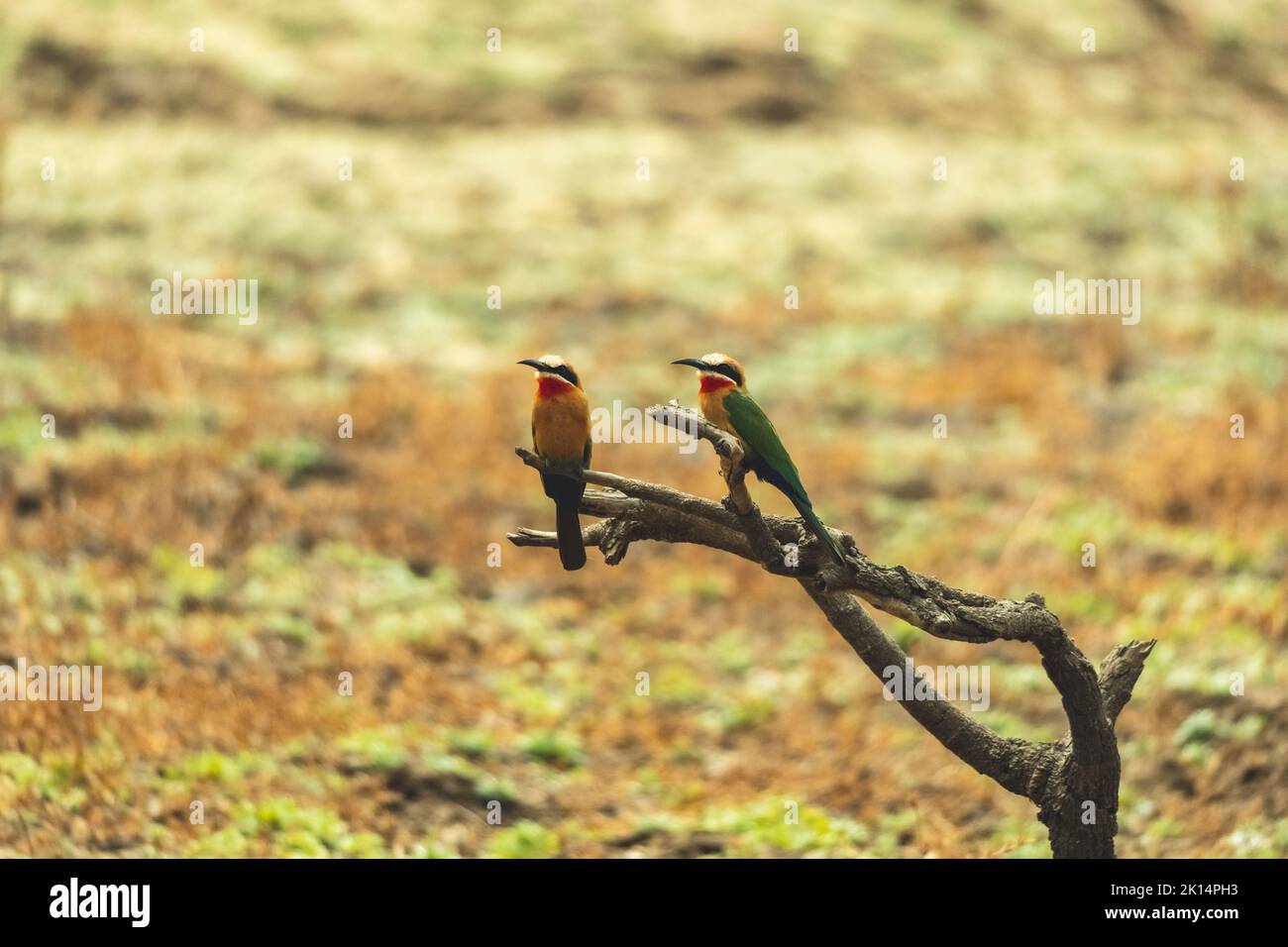 A close-up of two white fronted bee eaters resting on a tree Stock ...