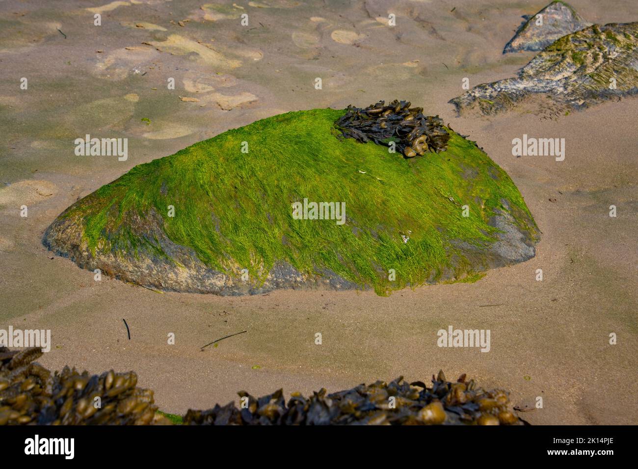 Covered algae seaweed hi-res stock photography and images - Alamy