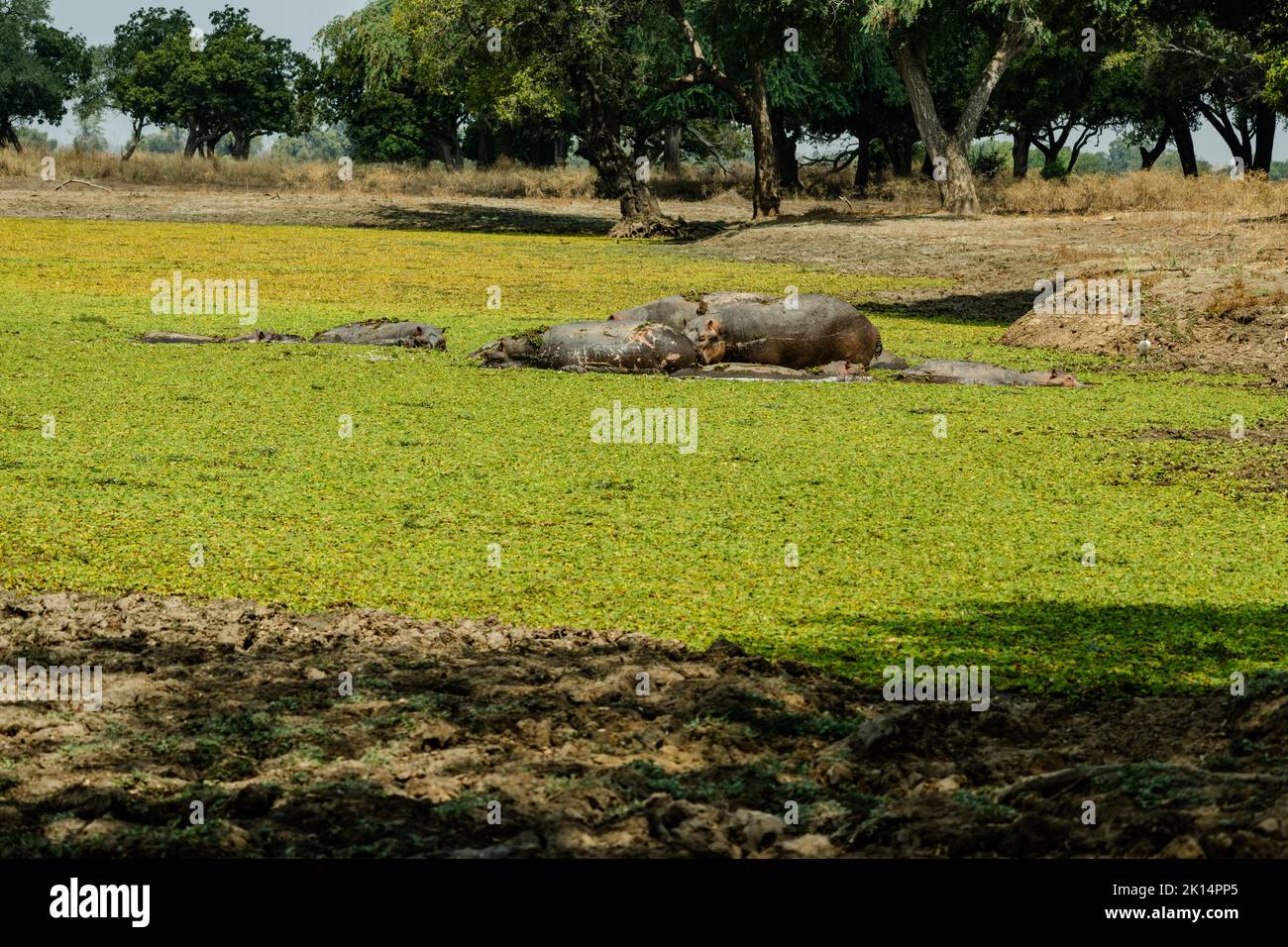 Group hippos swimming in lake hi-res stock photography and images - Alamy