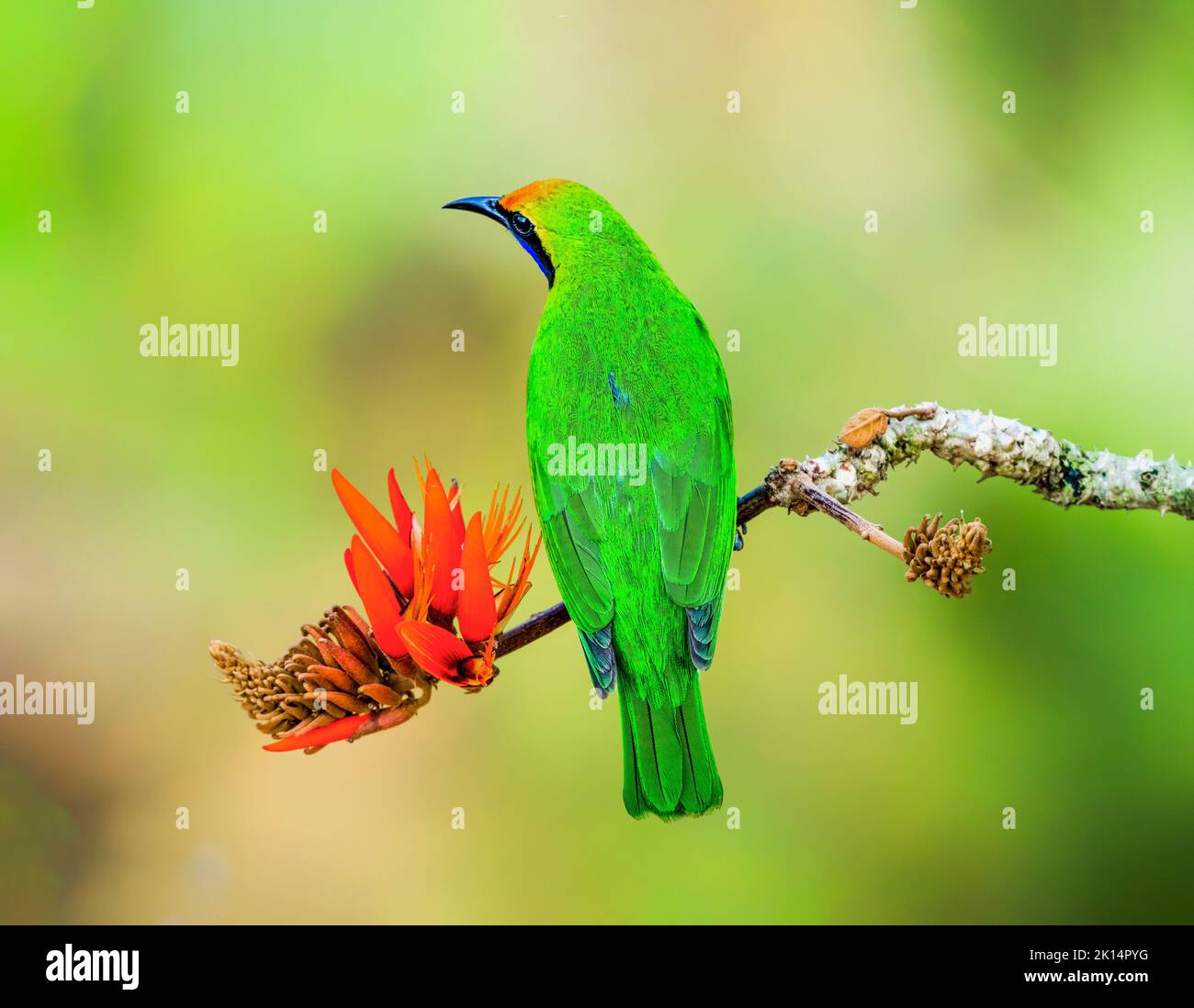 birds with flower Stock Photo - Alamy