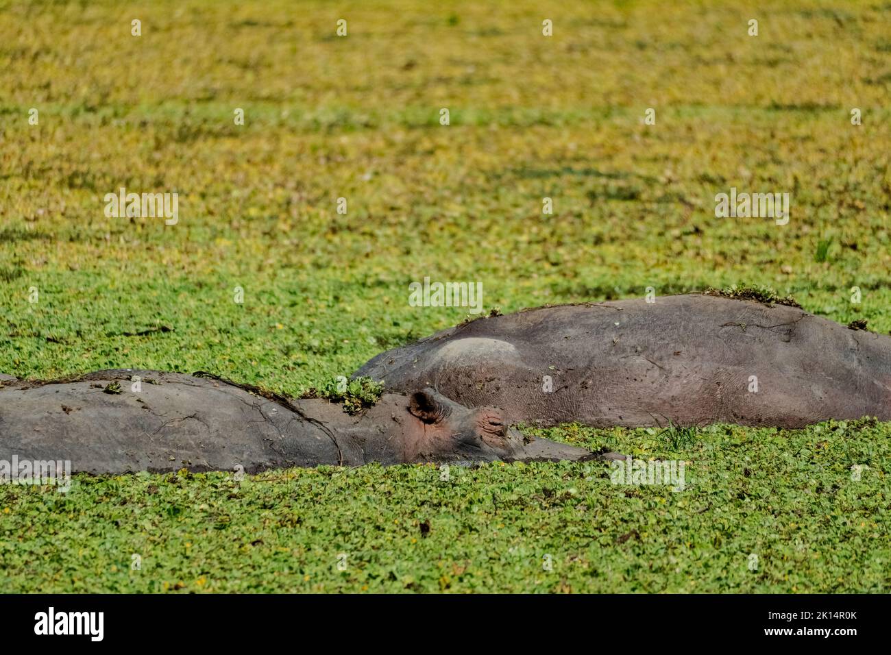 An amazing view of a group of hippos resting in an African lagoon Stock ...