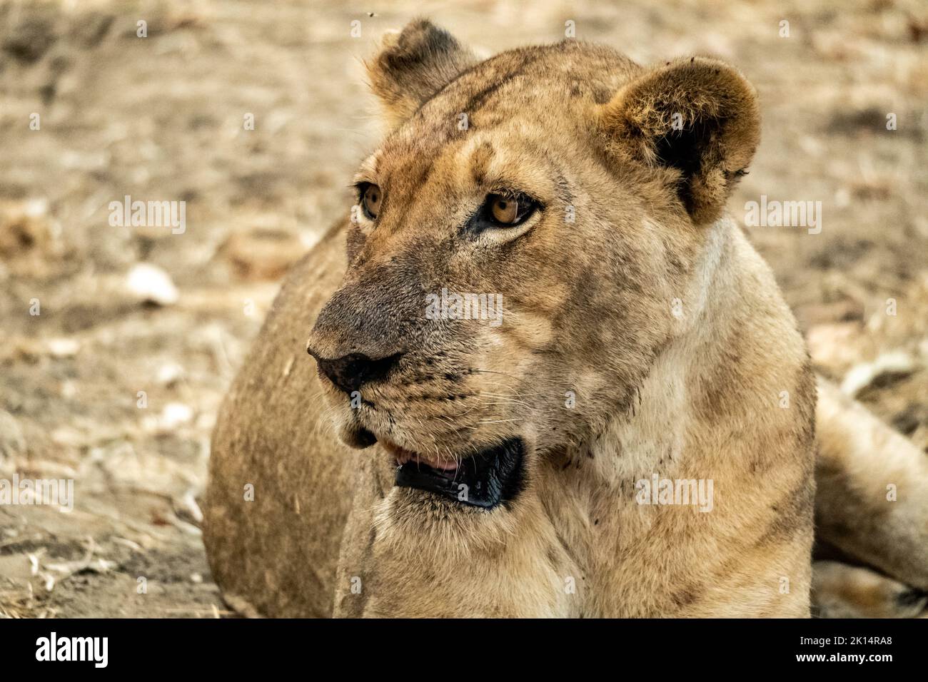 A close-up of a beautiful lioness resting after hunting Stock Photo - Alamy