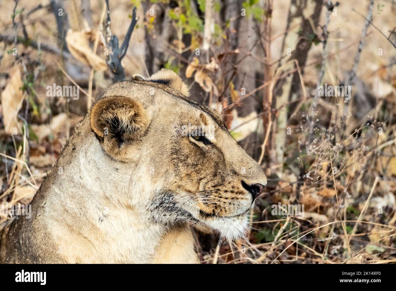 A close-up of a beautiful lioness resting after hunting Stock Photo - Alamy