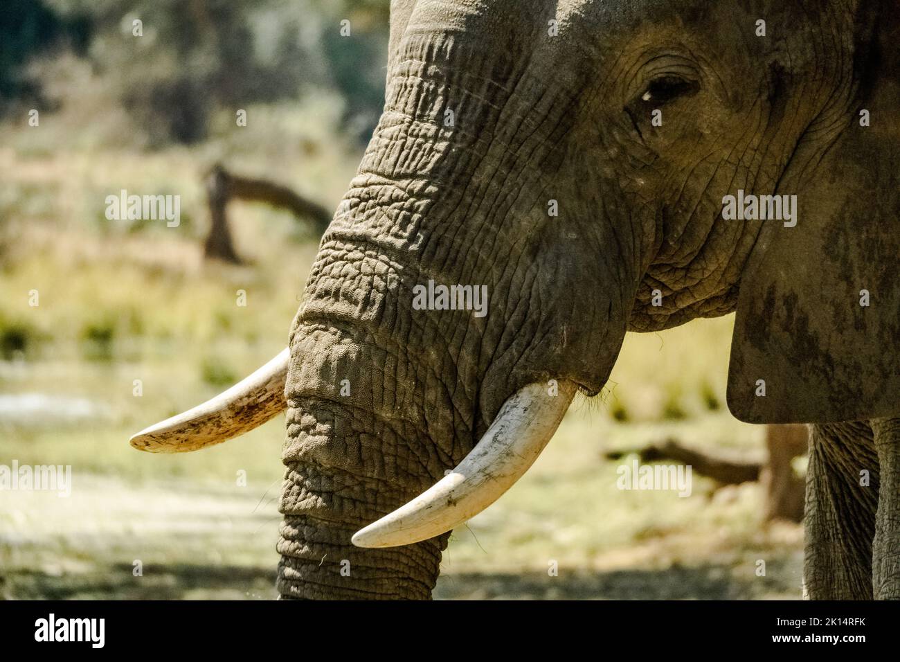 An amazing close up of the face of a huge elephant moving in the waters ...