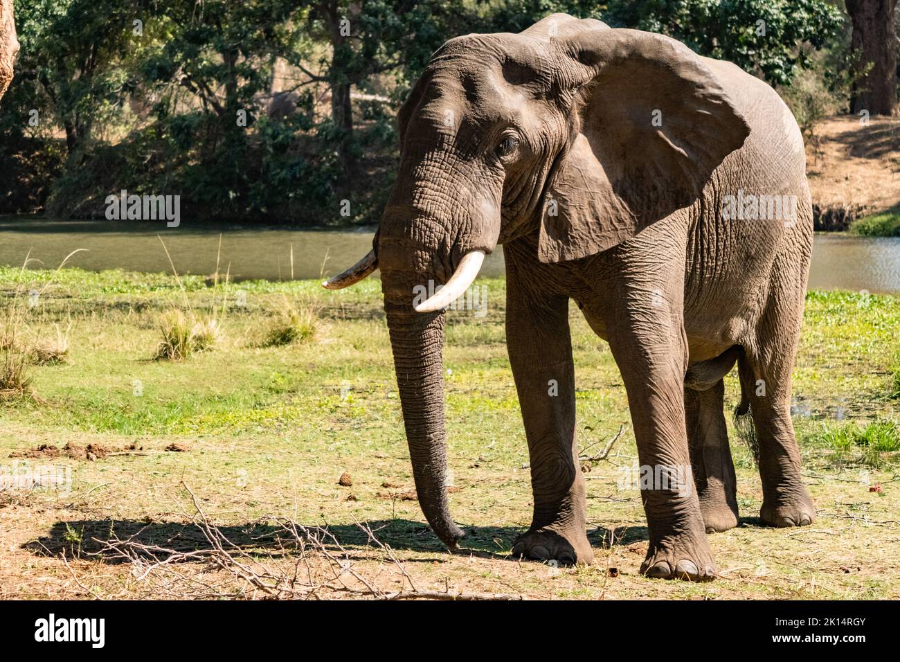 An amazing close up of a huge elephant moving in the bush Stock Photo ...