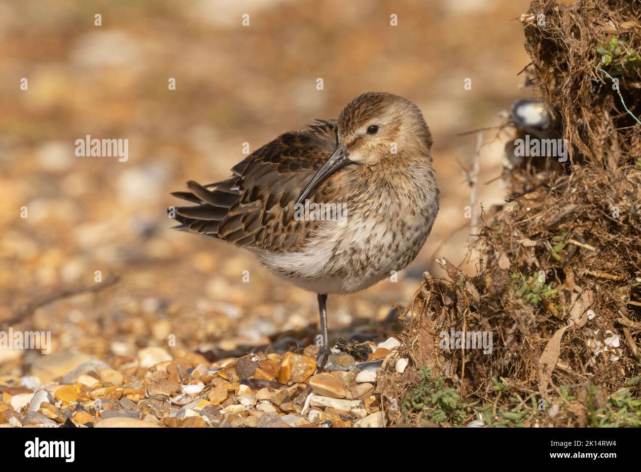 dulin at close quarters Stock Photo - Alamy