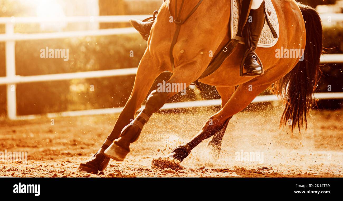 The legs of a bay fast racehorse with a rider in the saddle, tread on ...