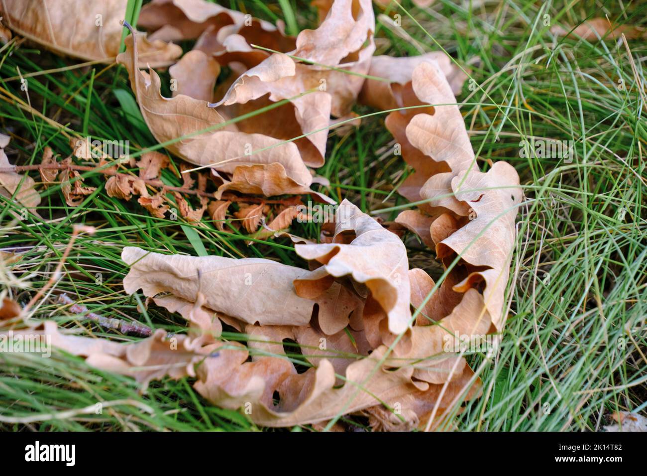 Fallen oak leaves in grass, onset autumn Stock Photo - Alamy