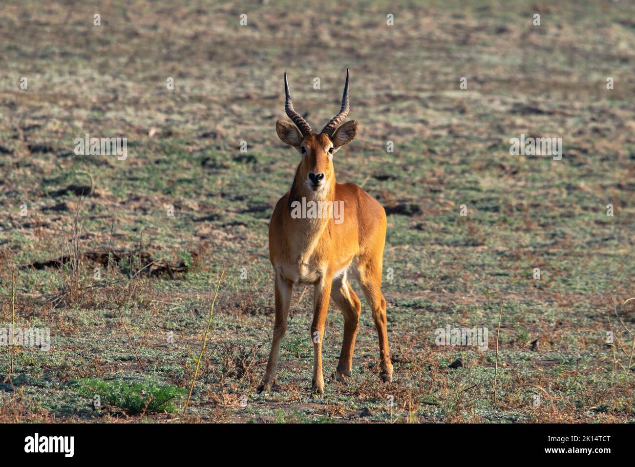 Animal puku wildlife hi-res stock photography and images - Alamy