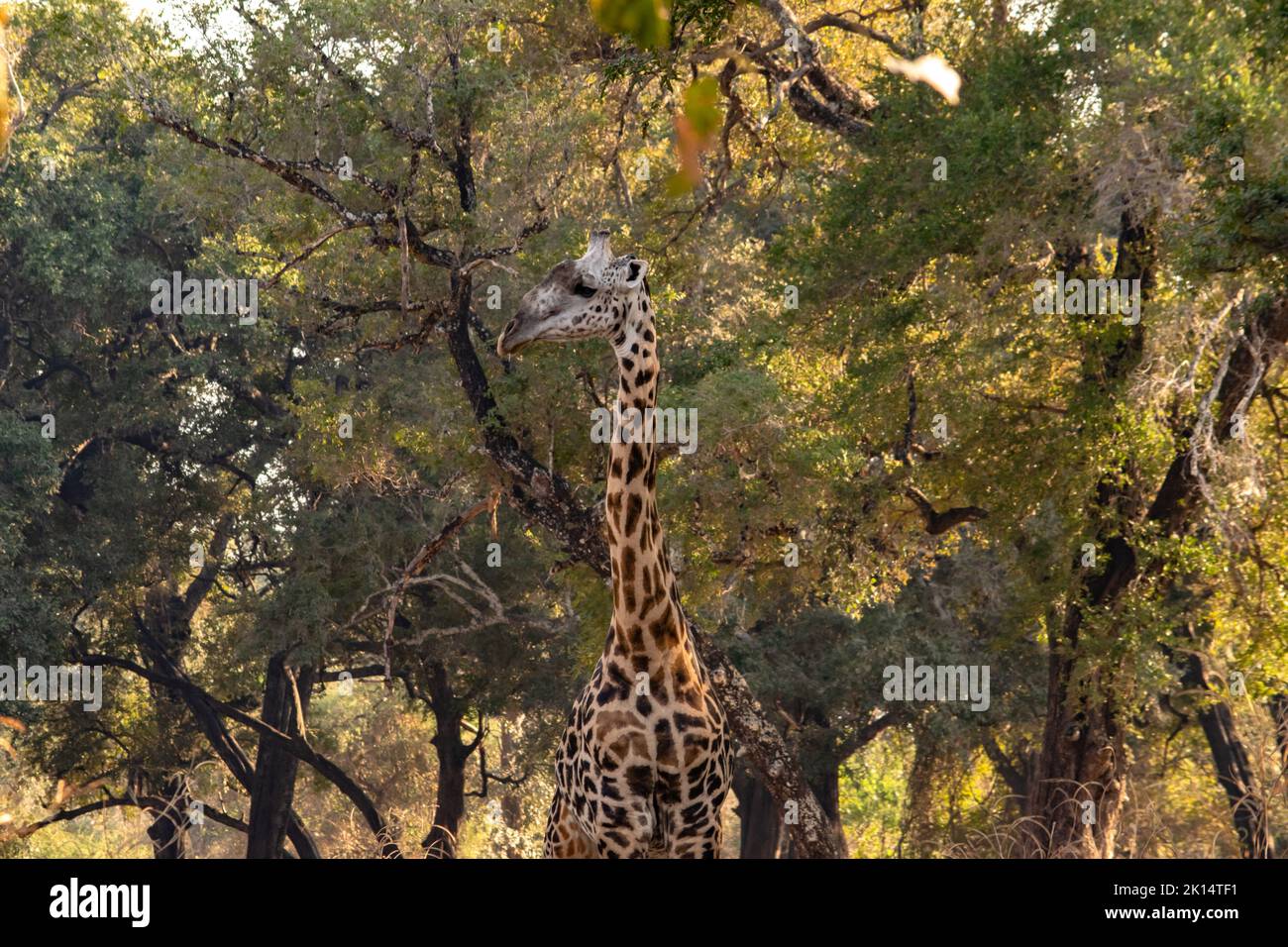 A close-up of a huge giraffe eating in the bush Stock Photo - Alamy