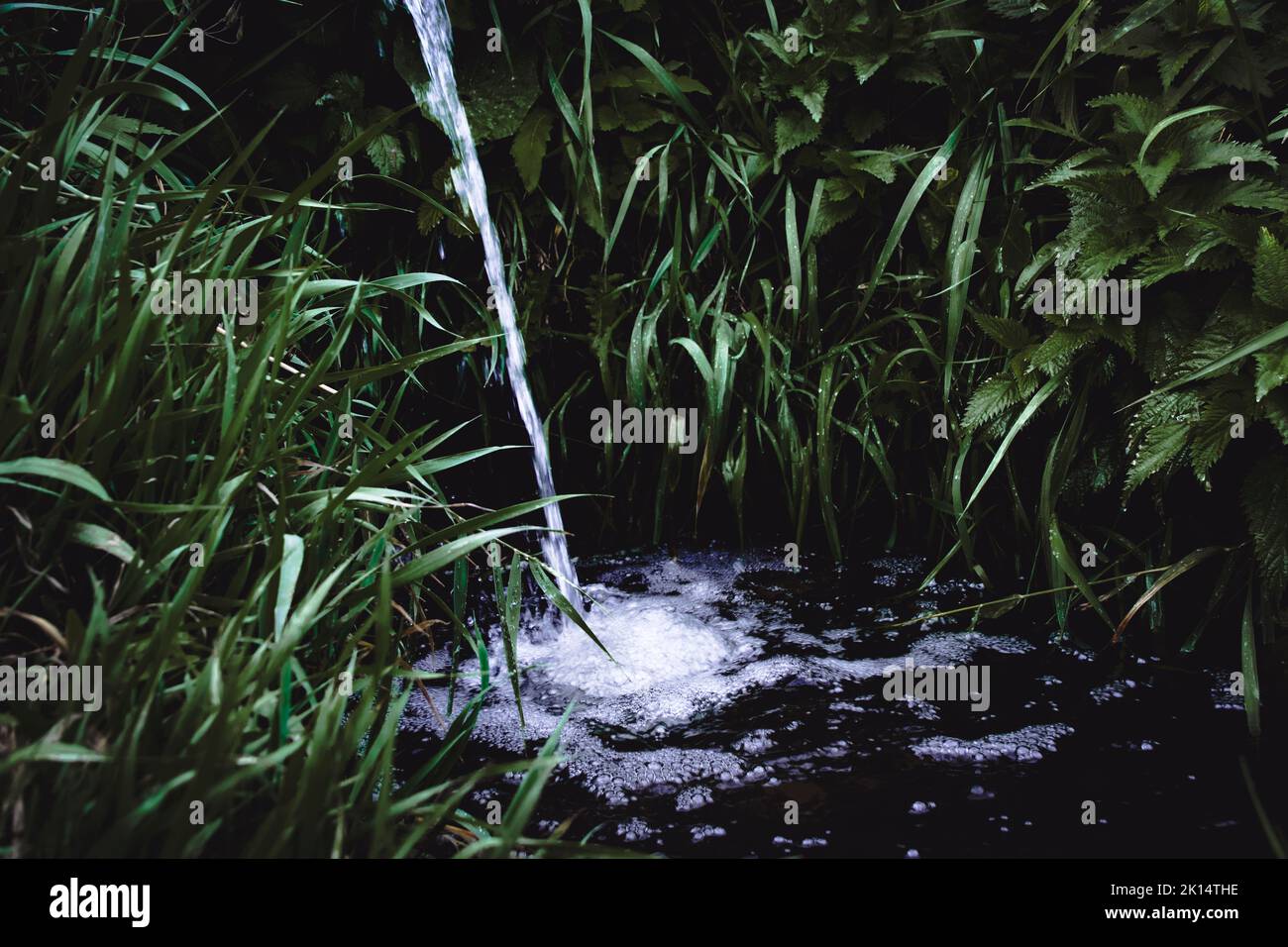 Flowing spring water against background thickets nettles and reeds ...