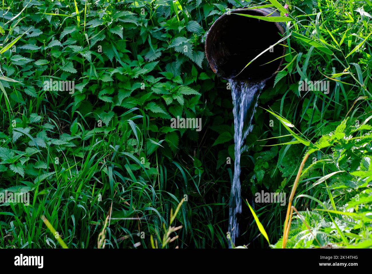 Natural spring flows from pipe through thicket nettles Stock Photo - Alamy
