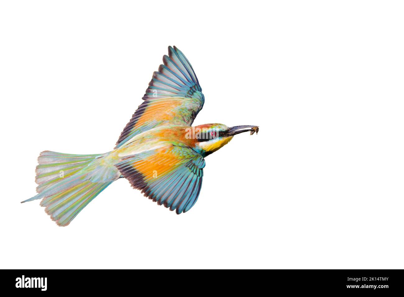 Bird of paradise feather Cut Out Stock Images & Pictures - Alamy