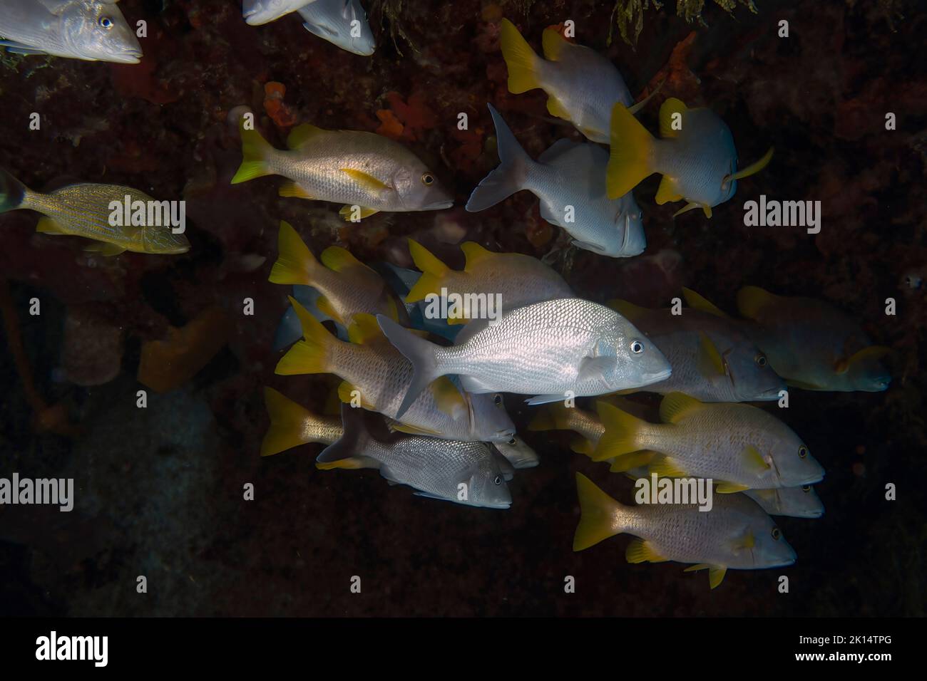 A large school of Grunts in the Caribbean Sea, Mexico Stock Photo - Alamy