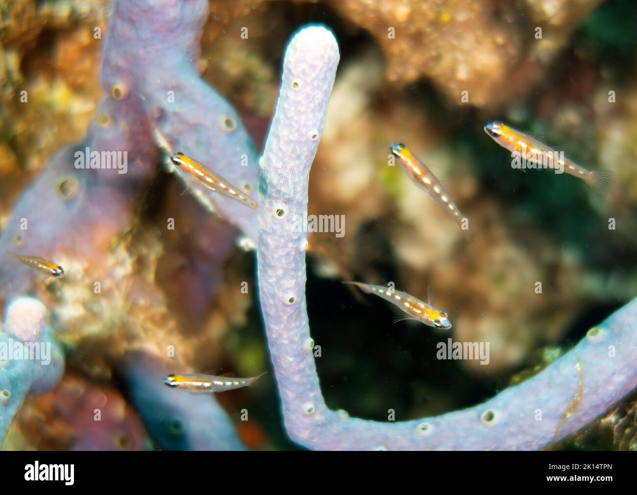 Masked Gobies (Coryphopterus personatus) in Cozumel, Mexico Stock Photo ...