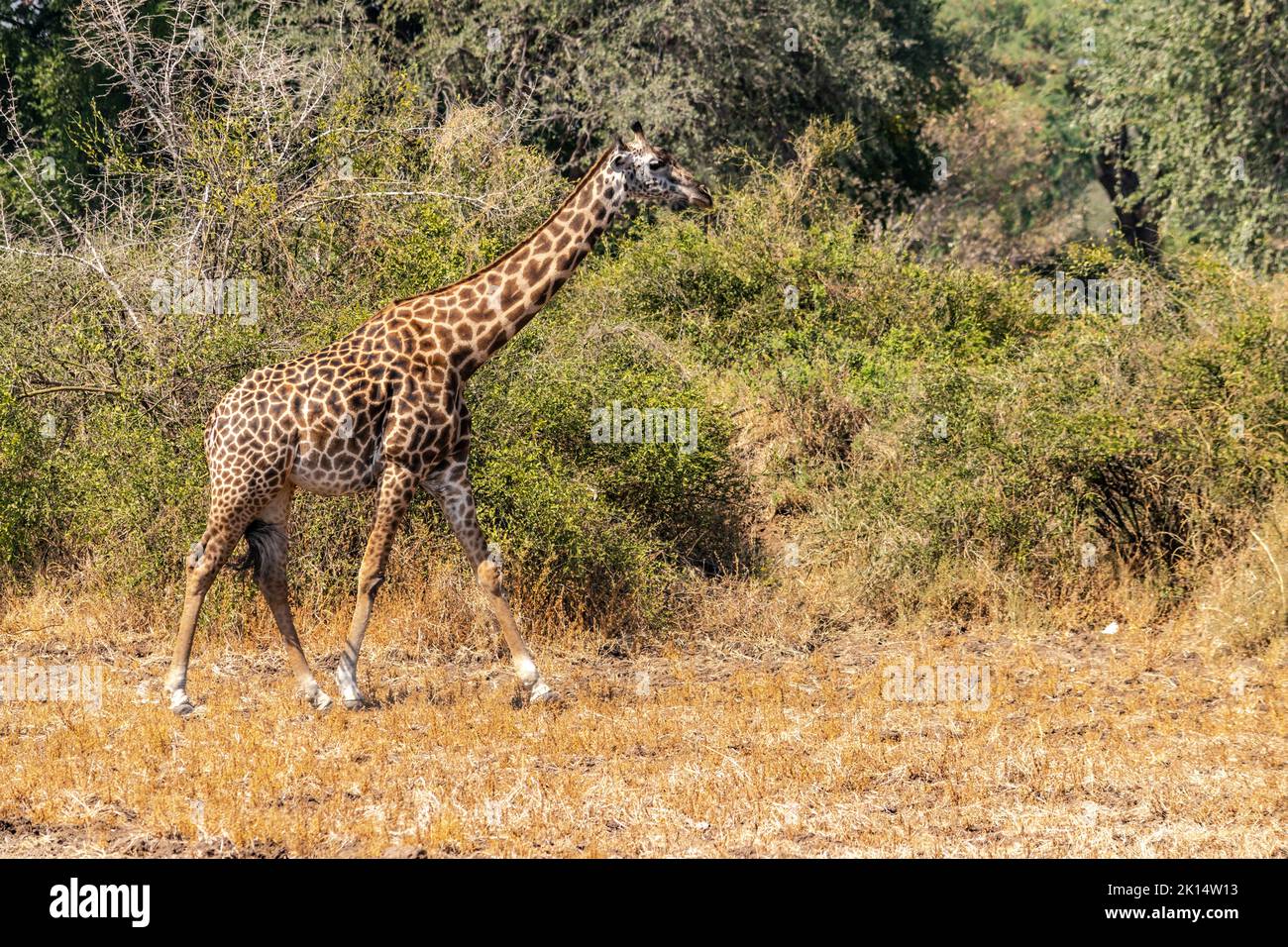 A close-up of a huge giraffe eating in the bush Stock Photo - Alamy